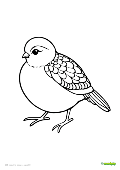 Coloring Pages - quail