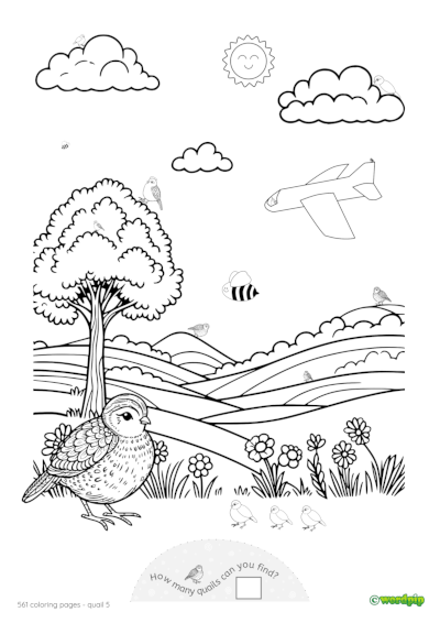 Coloring Pages - quail