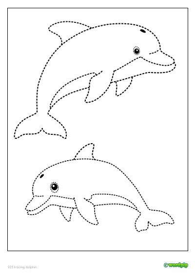 Tracing dolphin